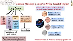 Mutations in Lung Cancer Driving Targeted Therapy – Sapien Biosciences